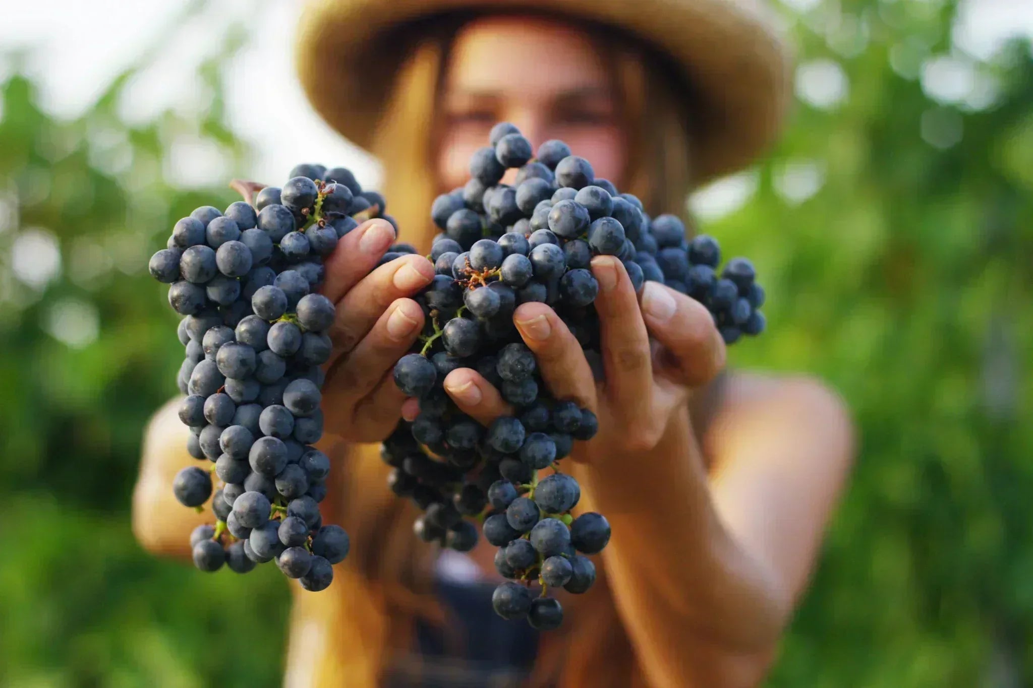 Guide to the Most Popular Wine Grapes | Characteristics & Flavors