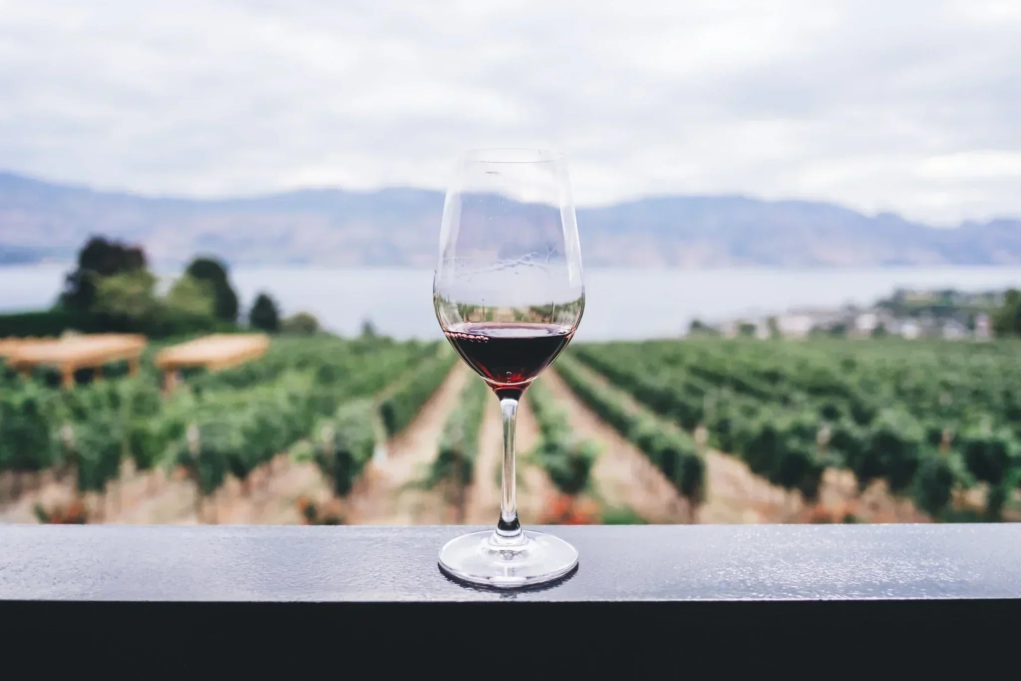 What Is Wine and How Is It Made? From Grape to Glass